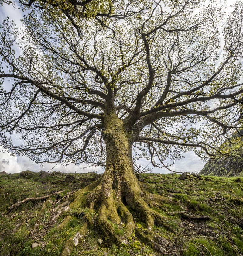 Árbol viejo, Escocia imagen de archivo. Imagen de grande - 44878609