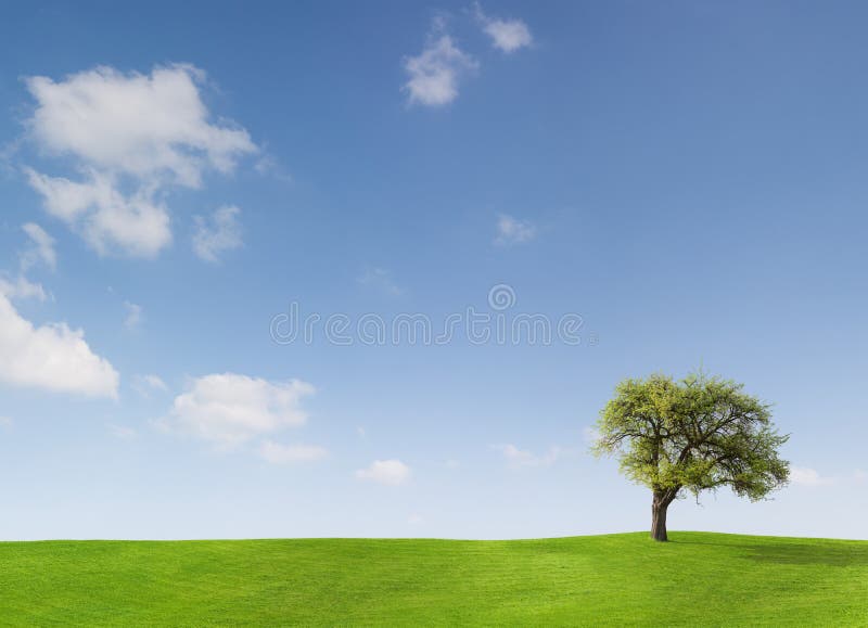 Árbol y cielo azul foto de archivo. Imagen de brillante - 13735942
