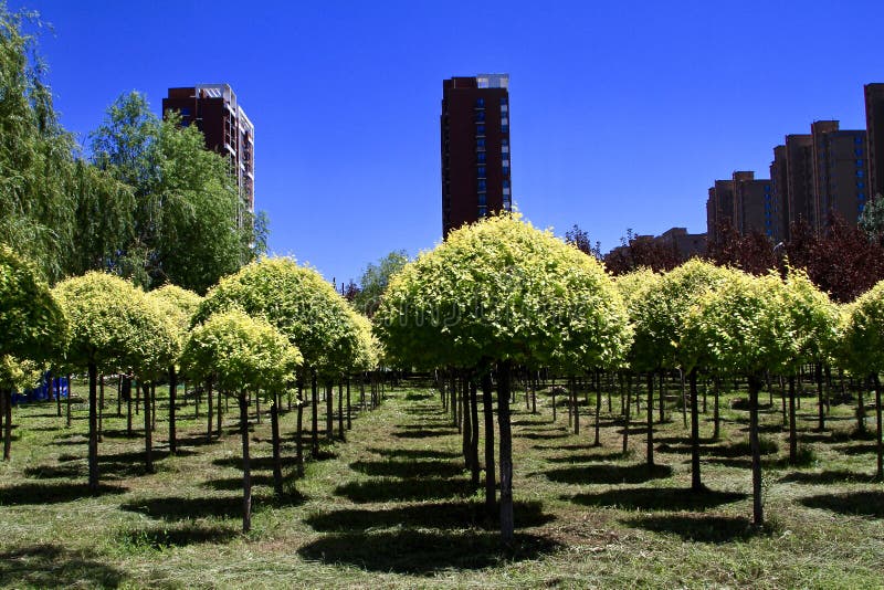 árboles Artificiales Y Bosque En La Ciudad Foto de archivo - Imagen de ...