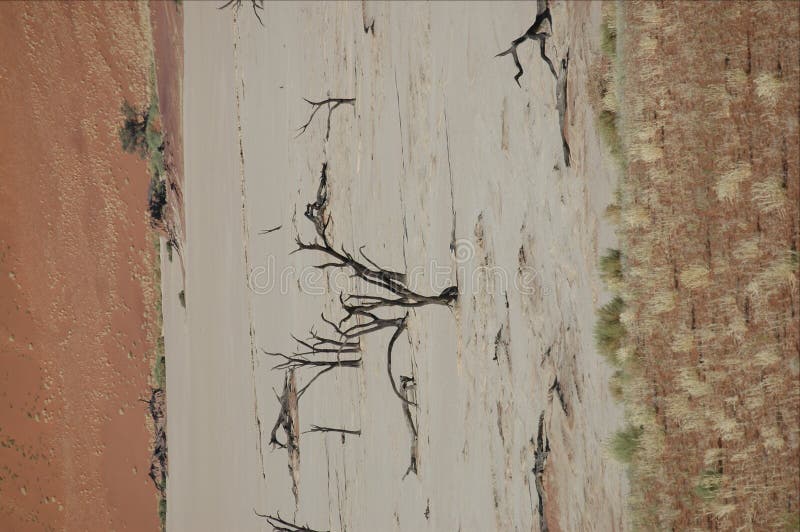 Árboles aterrorizados foto de archivo. Imagen de arena - 9220576