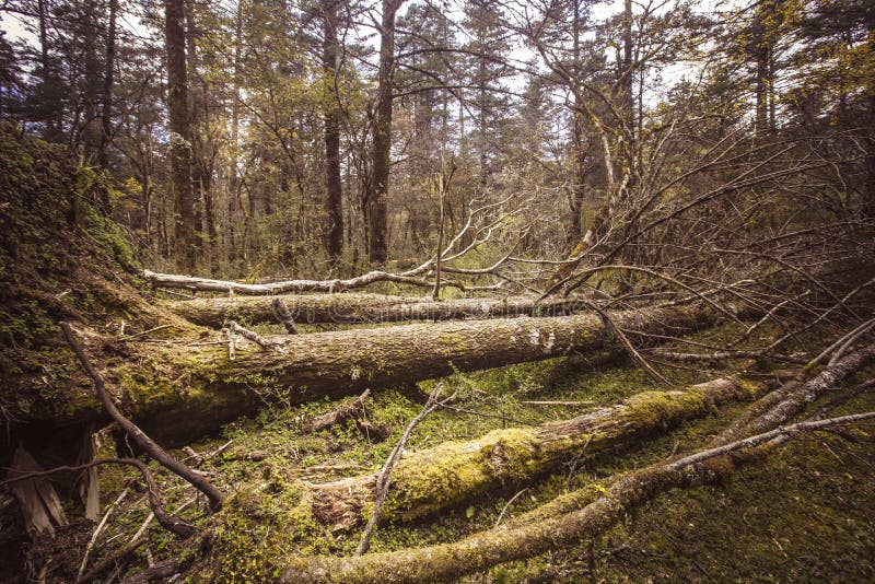 Árboles Caidos En Bosque Primitivo Imagen de archivo - Imagen de asia ...