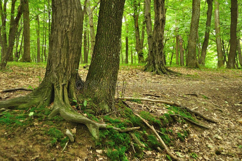 Árboles Con La Raíz En Bosque Foto de archivo - Imagen de travieso ...