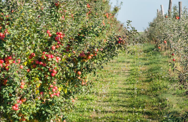 Árboles Con Las Manzanas Rojas Foto de archivo - Imagen de verde, fruta ...