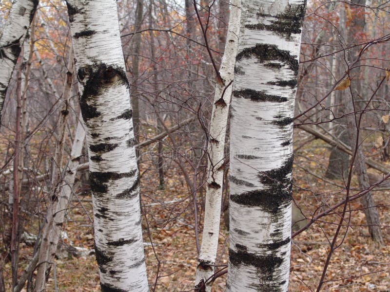 Árboles de abedul imagen de archivo. Imagen de majestuoso - 330201