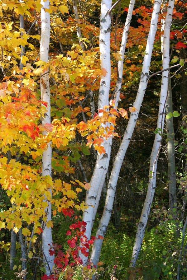 Árboles de abedul foto de archivo. Imagen de bosque, madera - 5575616