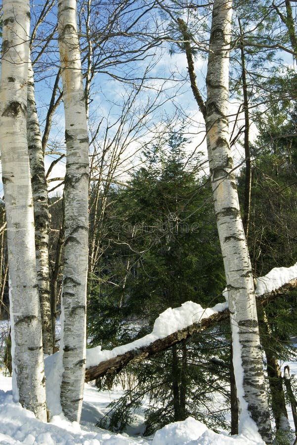 Abedules imagen de archivo. Imagen de corteza, ramificaciones - 16982975