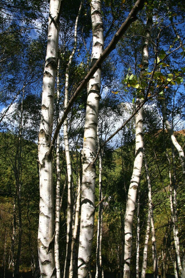 Árboles de abedul imagen de archivo. Imagen de corteza - 16982975