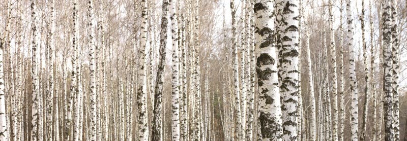 Árboles De Abedul En Arboleda Del Abedul Imagen de archivo - Imagen de ...