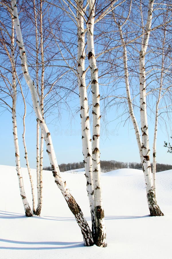 Árboles De Abedul En El Invierno Foto de archivo - Imagen de corteza ...