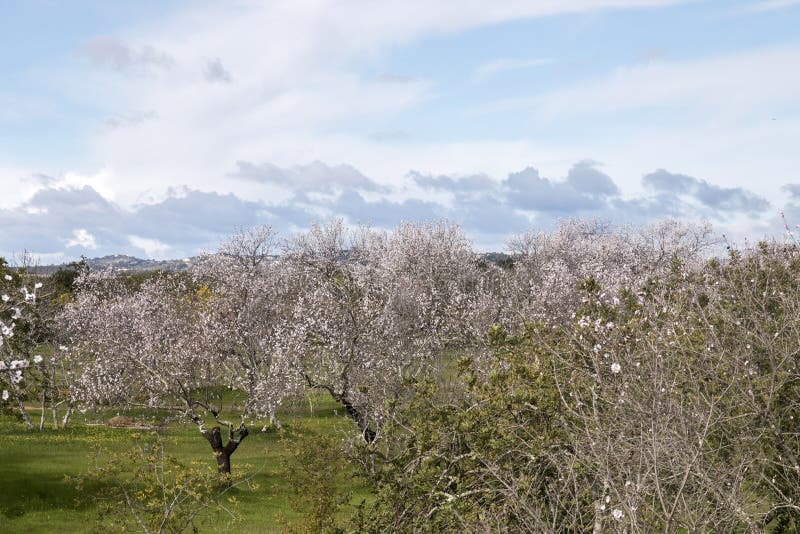 Árboles De Almendra Hermosos Imagen de archivo - Imagen de campo ...