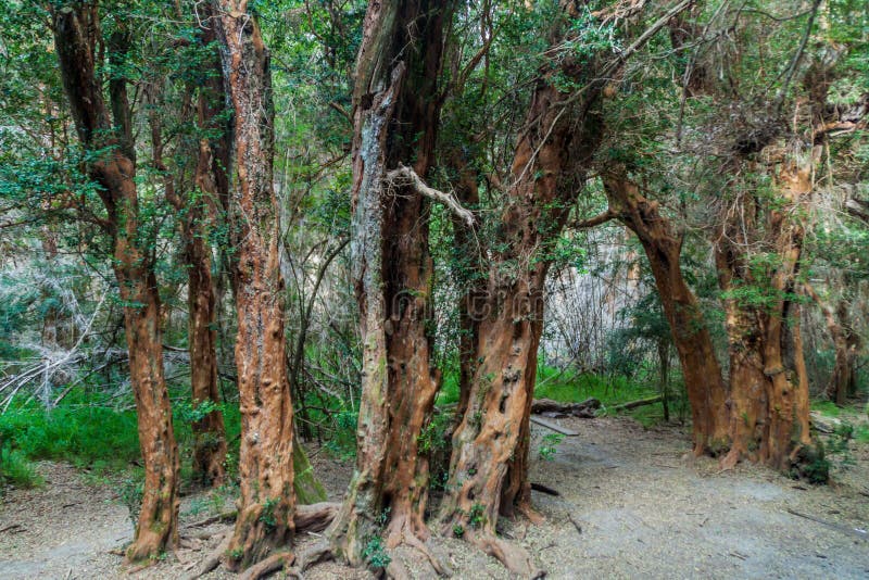 Árboles de Arrayan foto de archivo. Imagen de hermoso - 131457842