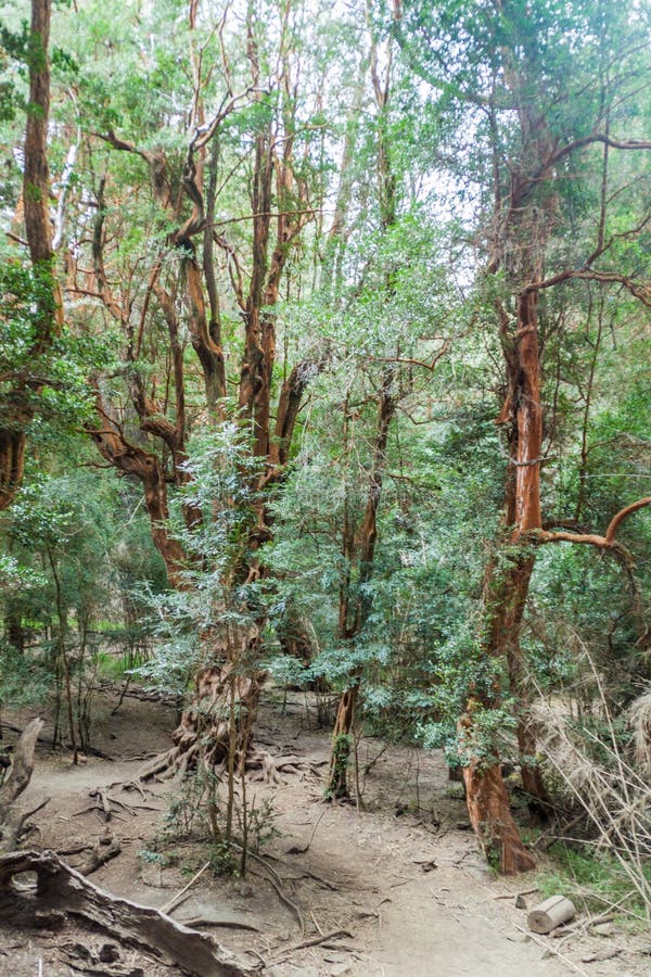 Árboles de Arrayan foto de archivo. Imagen de argentina - 131457902