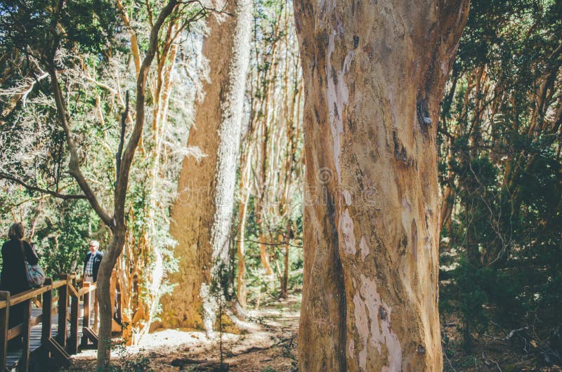 Árbol De Arrayan En El Parque Nacional De Huerquehue, Chile Foto de ...