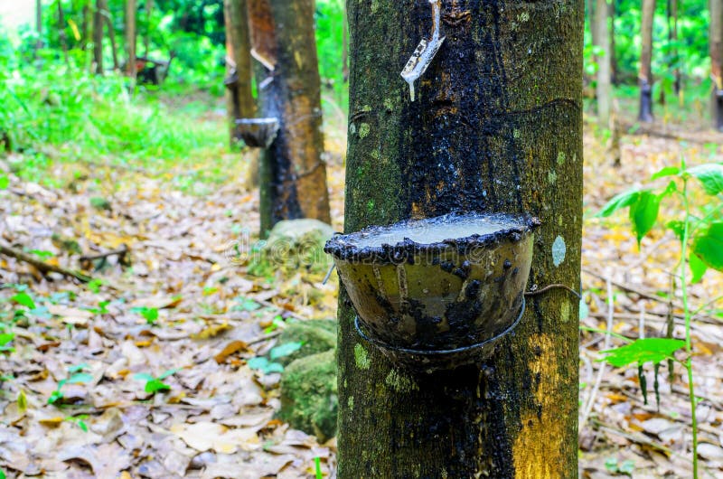 Árboles de goma imagen de archivo. Imagen de exuberante - 31337423