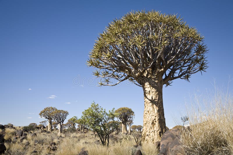 Árbol de la aljaba imagen de archivo. Imagen de aljaba - 12965057
