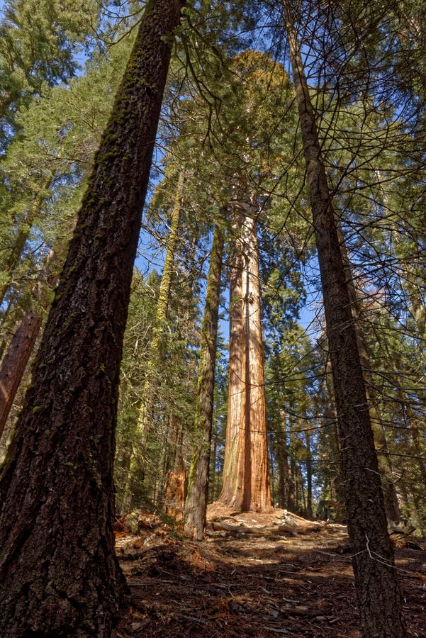 Árboles De La Secoya Gigante En El Parque Nacional De Yosemite Imagen ...