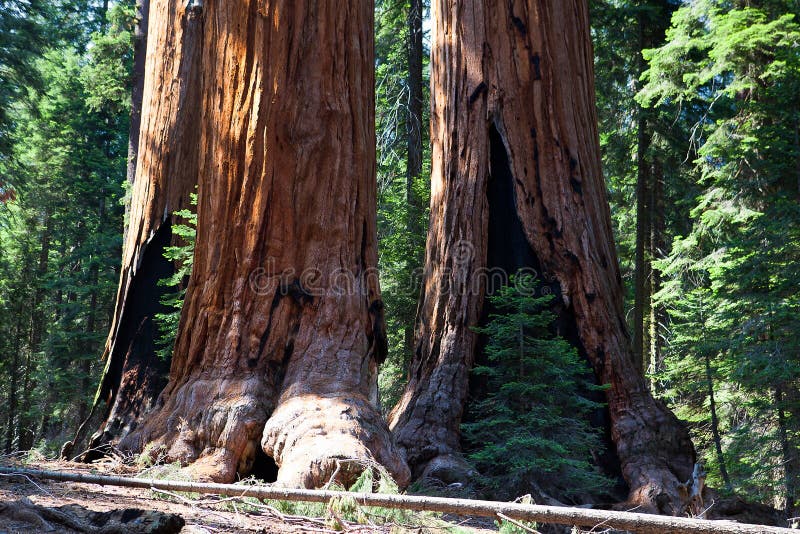 Árboles de la secoya foto de archivo. Imagen de california - 26741752