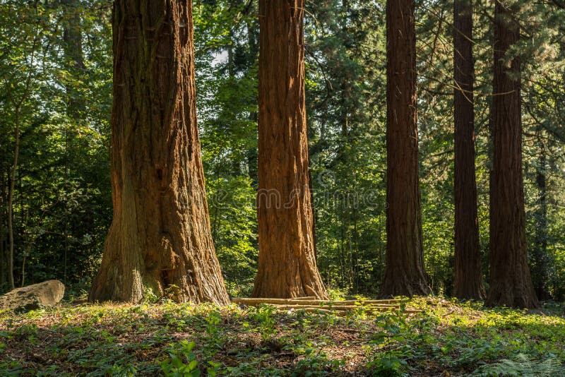 Cuatro secoyas foto de archivo. Imagen de parques, gigante - 3842568