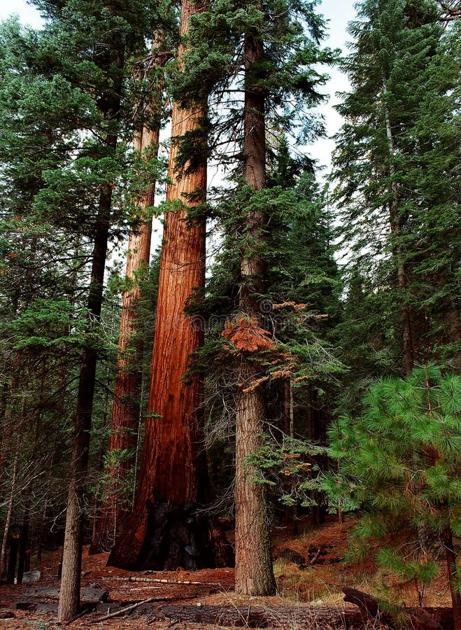 Árboles De La Secoya Gigante Foto de archivo - Imagen de horizontal ...