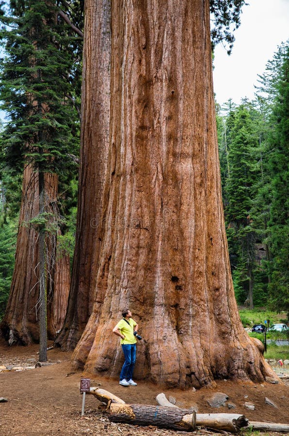 Árbol De La Secoya Gigante, Parque Nacional De Secoya, California ...