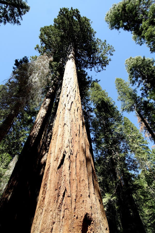 Árboles De La Secoya Gigante - Yosemite Imagen de archivo - Imagen de ...