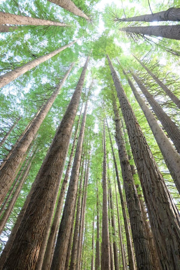 Árboles De La Secoya De La Selva Tropical Imagen de archivo - Imagen de ...