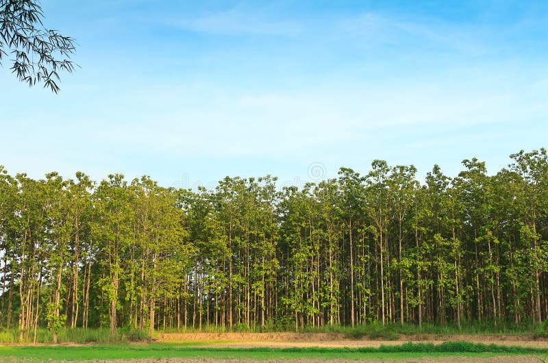 Teca Fotos De Stock - Download 24,360 Fotos Libres de Derechos