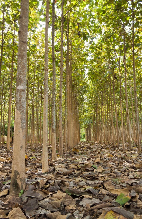Árboles De La Teca En Un Agrícola Imagen de archivo - Imagen de tronco ...