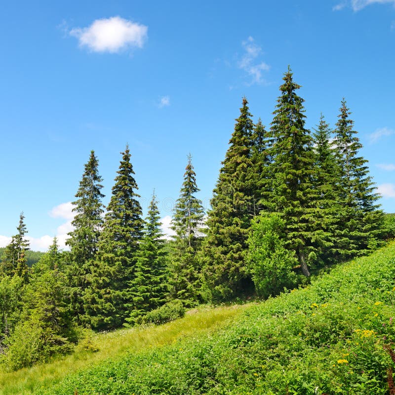 Árboles De Pino Hermosos En Las Altas Montañas Del Fondo Foto de ...