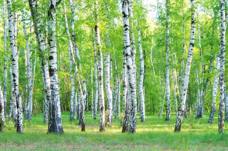 Árboles del abedul imagen de archivo. Imagen de hierba - 100041661