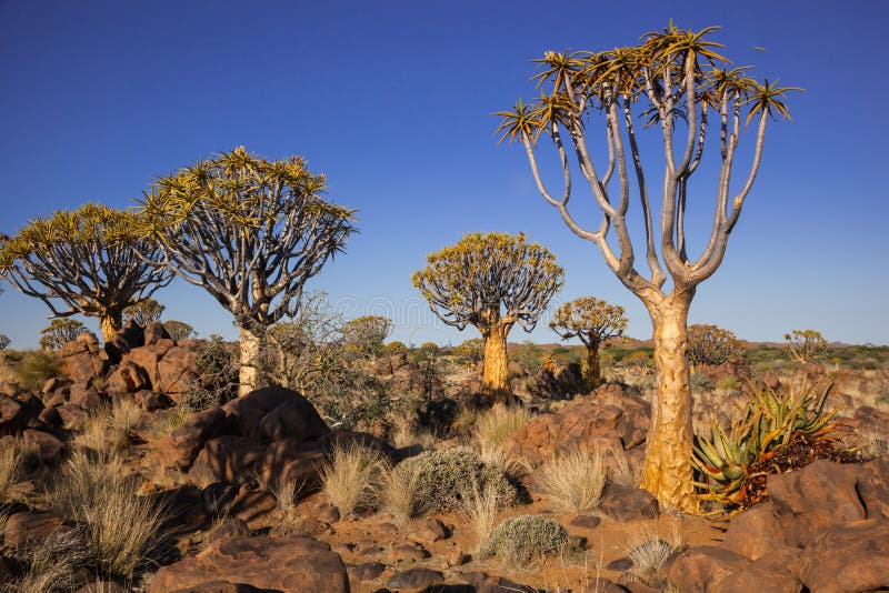 4 árboles Del Estremecimiento Imagen de archivo - Imagen de cubo, hojas ...