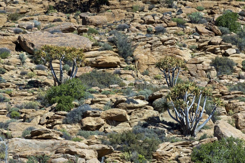 Árboles Del Estremecimiento Imagen de archivo - Imagen de aljaba ...