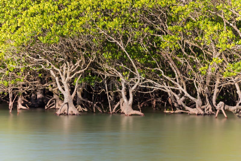 Árboles Del Mangle Blanco En Una Laguna Tropical Foto de archivo ...