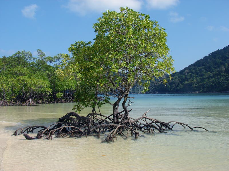 Árboles Del Mangle En Bahía Imagen de archivo - Imagen de turista ...