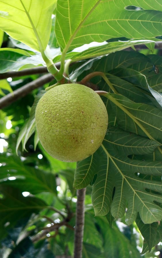 Árboles del pan en árbol imagen de archivo. Imagen de maduro - 135771041