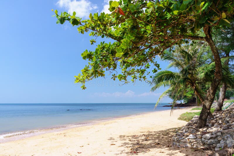 Almendra Tropical, Almendra De Bengala, Almendra India, Almendra Del ...