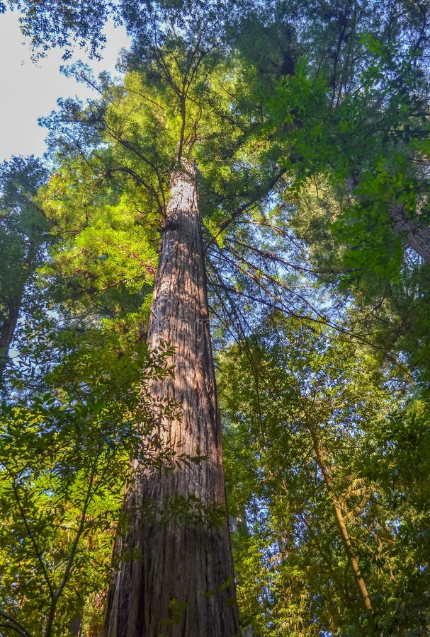 Árbol gigante de la secoya imagen de archivo. Imagen de grande - 10531839
