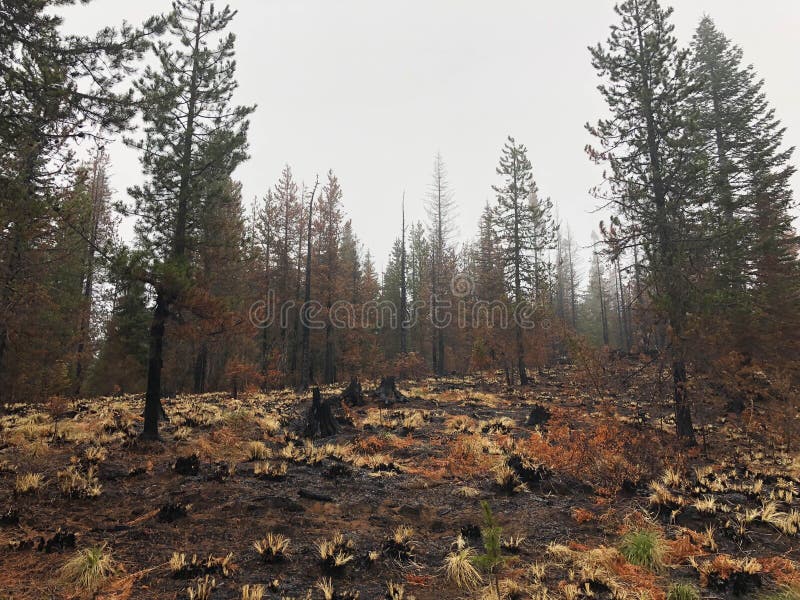 Fuego De Australia Arbusto: Bosque Quemado Del Eucalipto Foto de ...