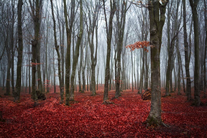 Árboles rojos en el bosque foto de archivo. Imagen de noche - 41526168