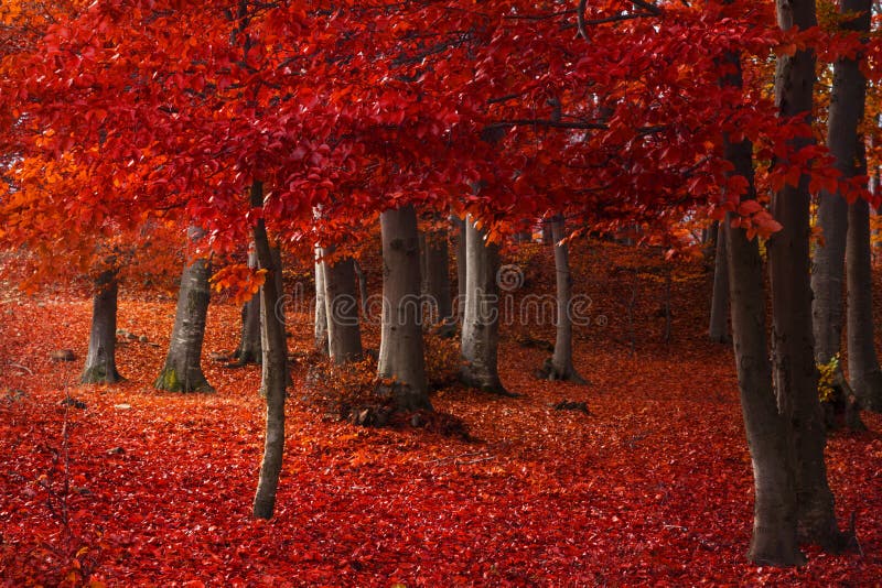 Árboles rojos en el bosque foto de archivo. Imagen de noche - 41526168