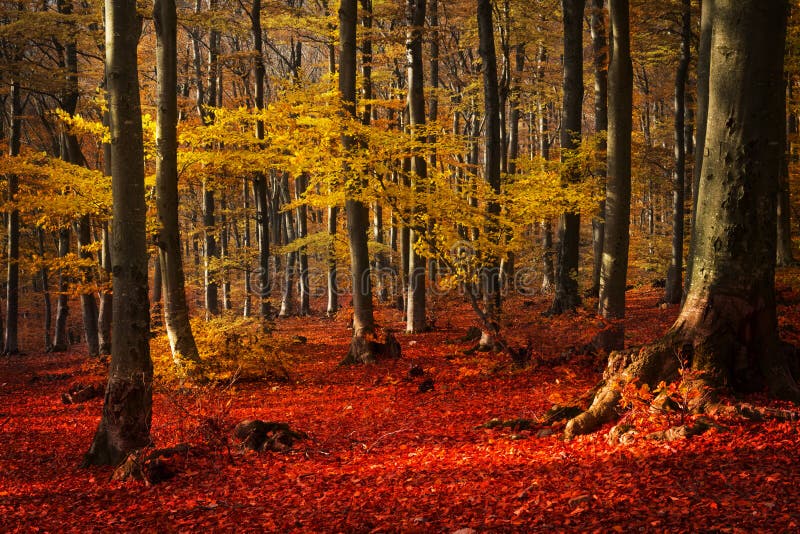 Árboles rojos en el bosque foto de archivo. Imagen de noche - 41526168