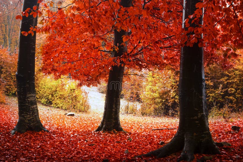 292,353 árboles Rojos En El Bosque Fotos de stock - Fotos libres de ...