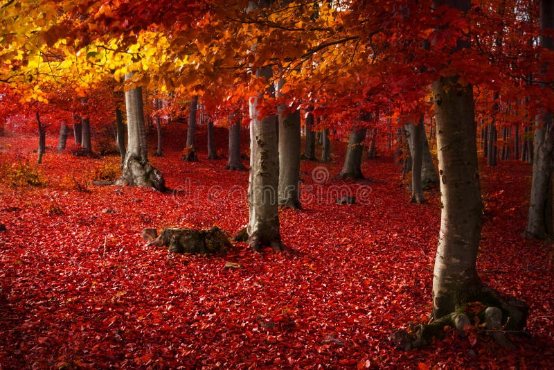 Árboles rojos en el bosque foto de archivo. Imagen de noche - 41526168