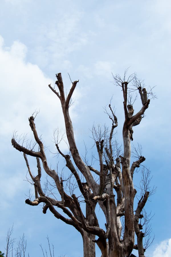 Árboles sin las hojas foto de archivo. Imagen de extracto - 117853052