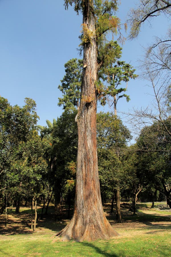 Árboles Tropicales En El Parque De Chapultepec Imagen de archivo ...