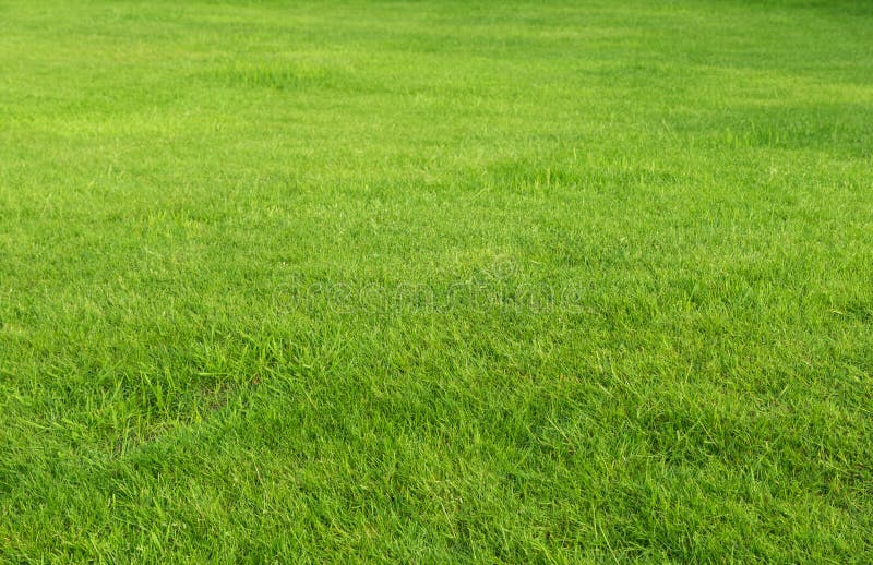 Área do gramado imagem de stock. Imagem de mola, jarda - 88785273
