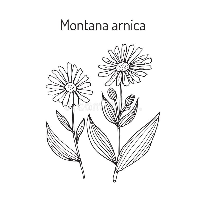 Árnica Medicinal Montana De La Hierba Ilustración del Vector ...