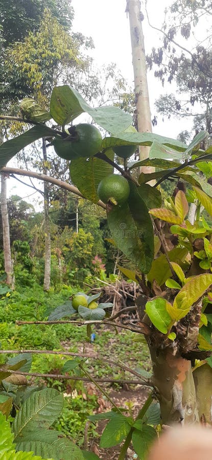 árvore com goiaba imagem de stock. Imagem de planta - 254739879