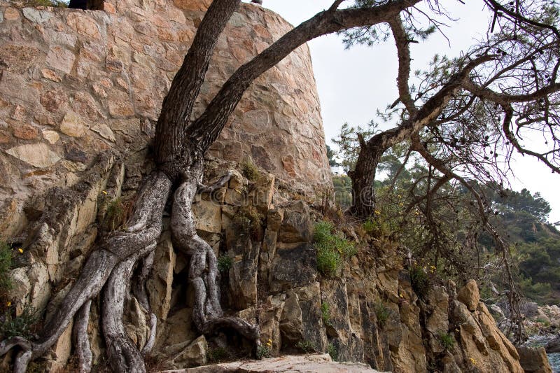 A árvore Cresce Em Uma Rocha De Pedra Foto de Stock - Imagem de costa ...