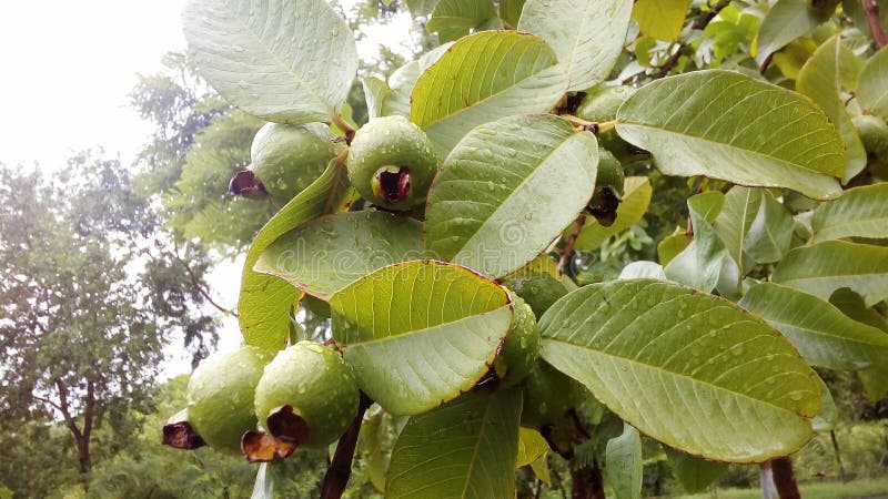 Árvore da goiaba imagem de stock. Imagem de verde, orgânico - 96989313
